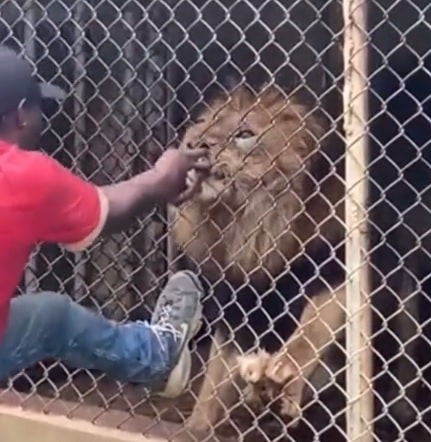 Viral TikTok Video of Jamaican Man Getting Finger Bit Off by Lion ...